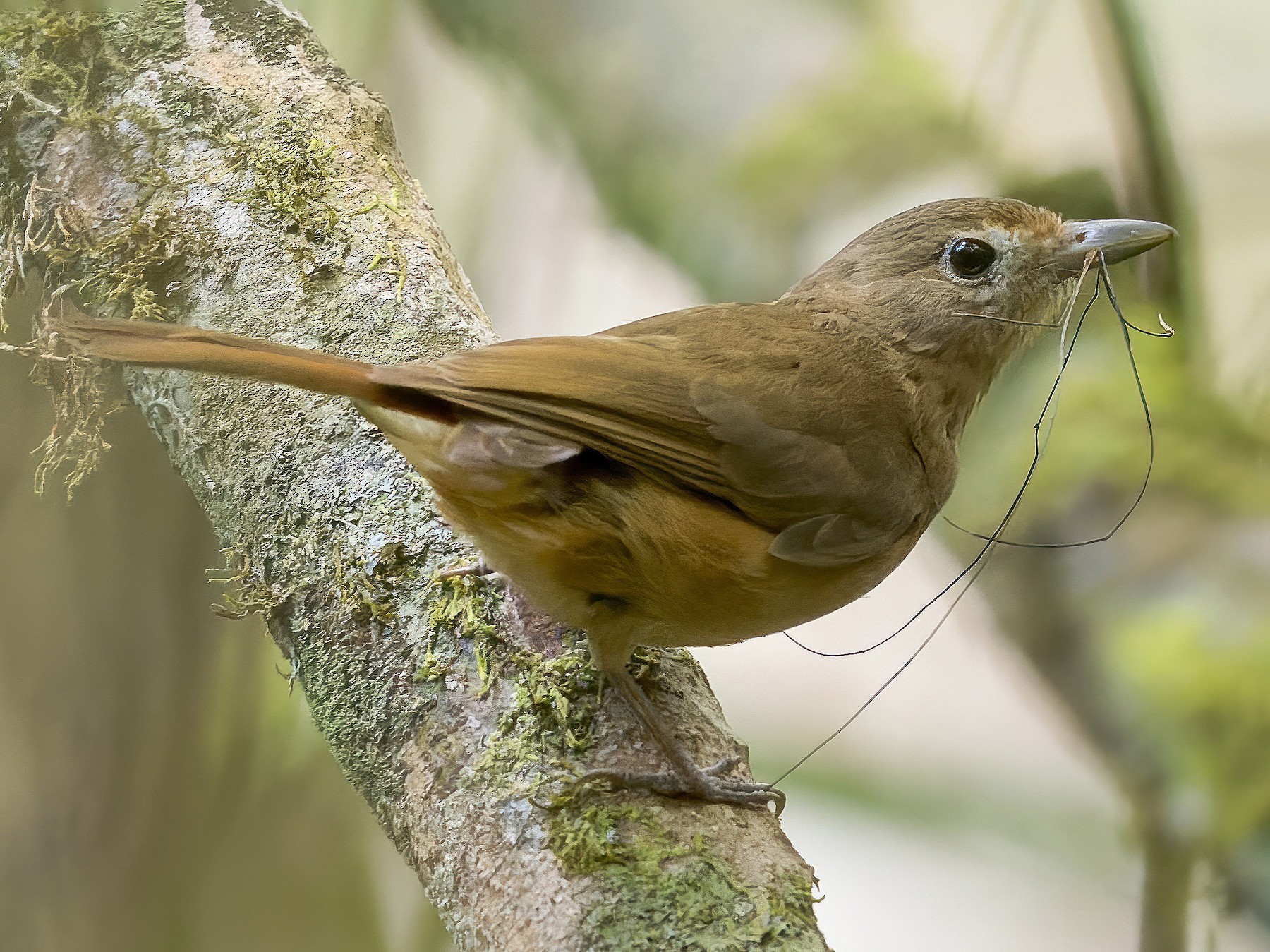 Variable Shrikethrush - eBird