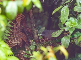 Sooty Shrikethrush - eBird