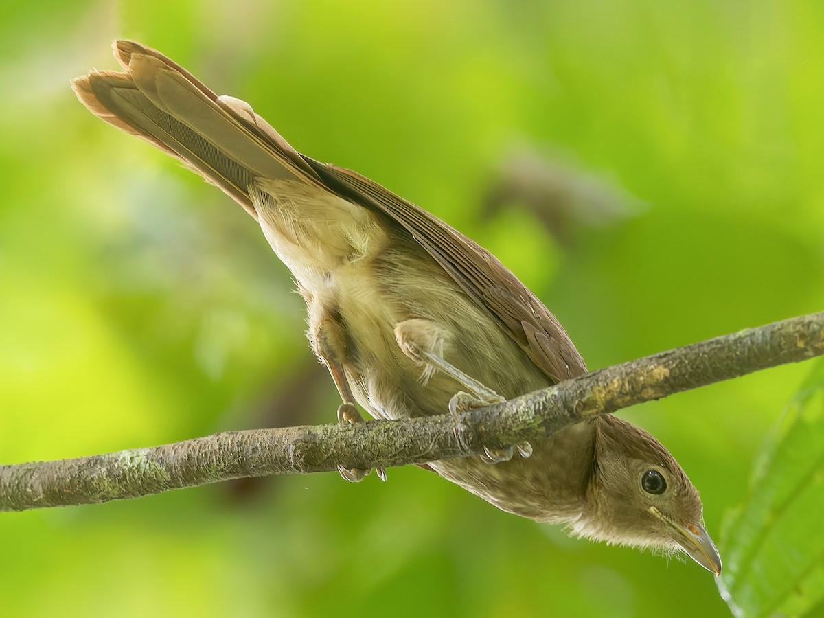 White-bellied Pitohui - Pseudorectes incertus - Birds of the World