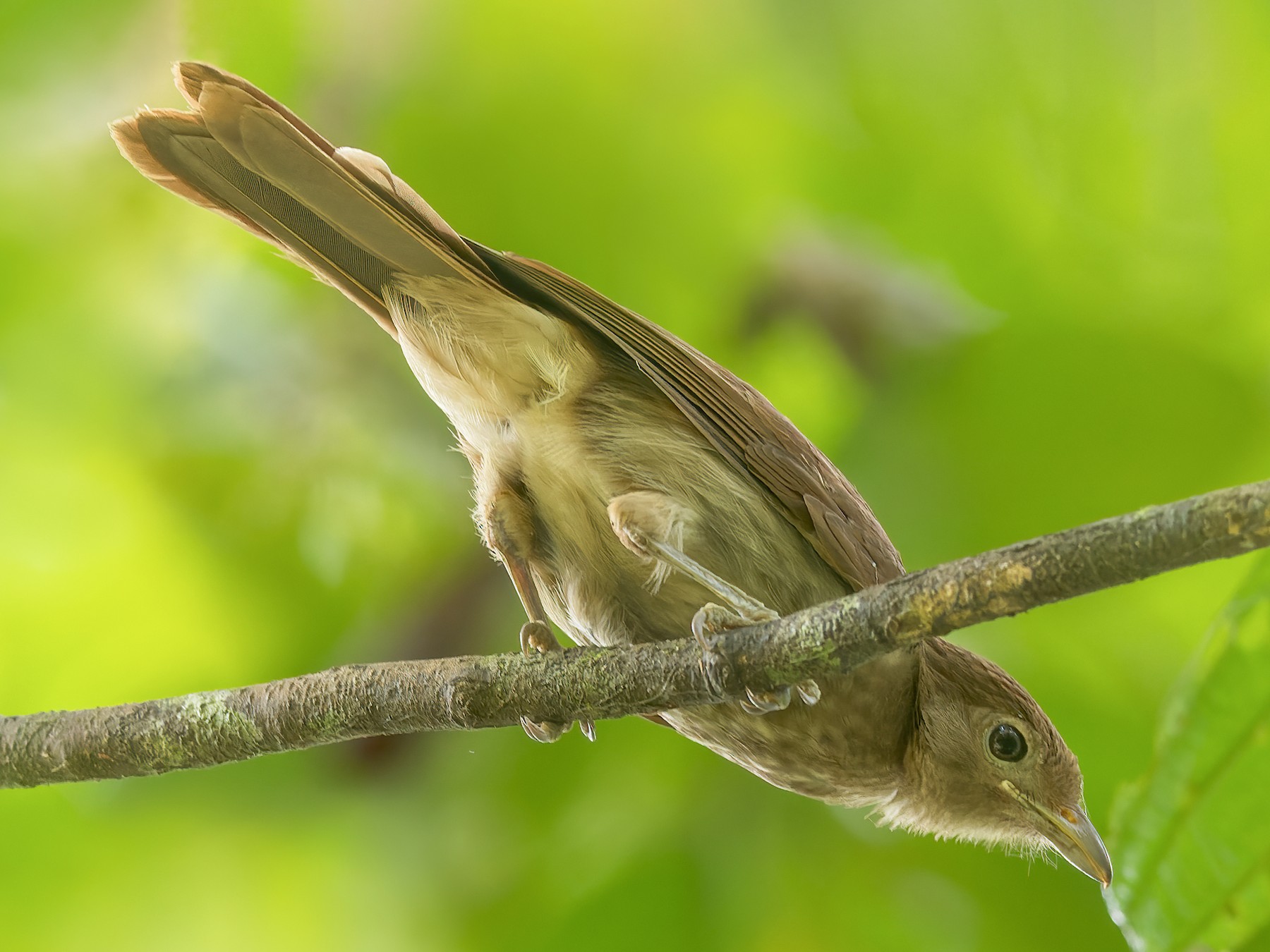 White-bellied Pitohui - eBird