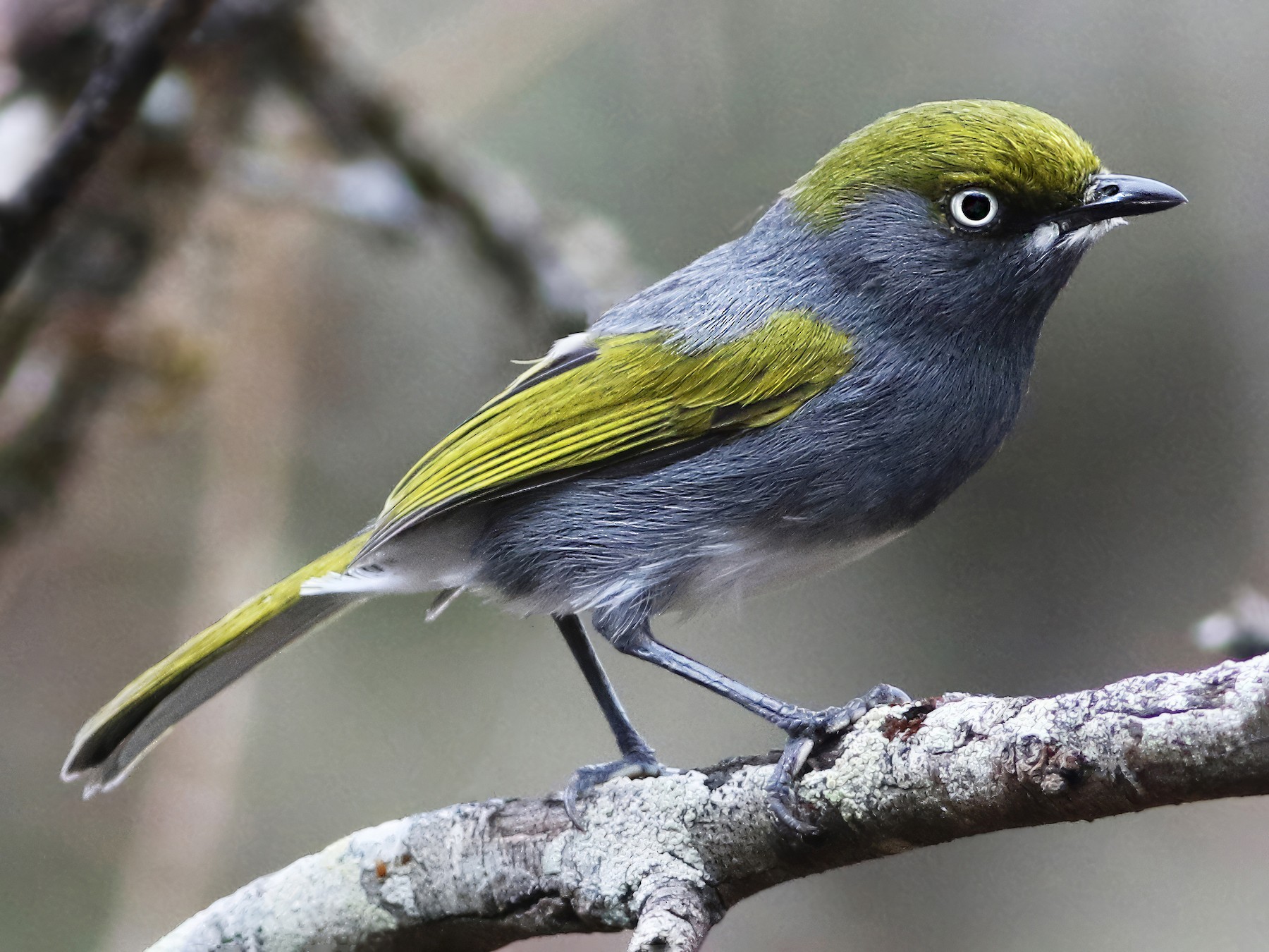 Slaty Vireo - eBird