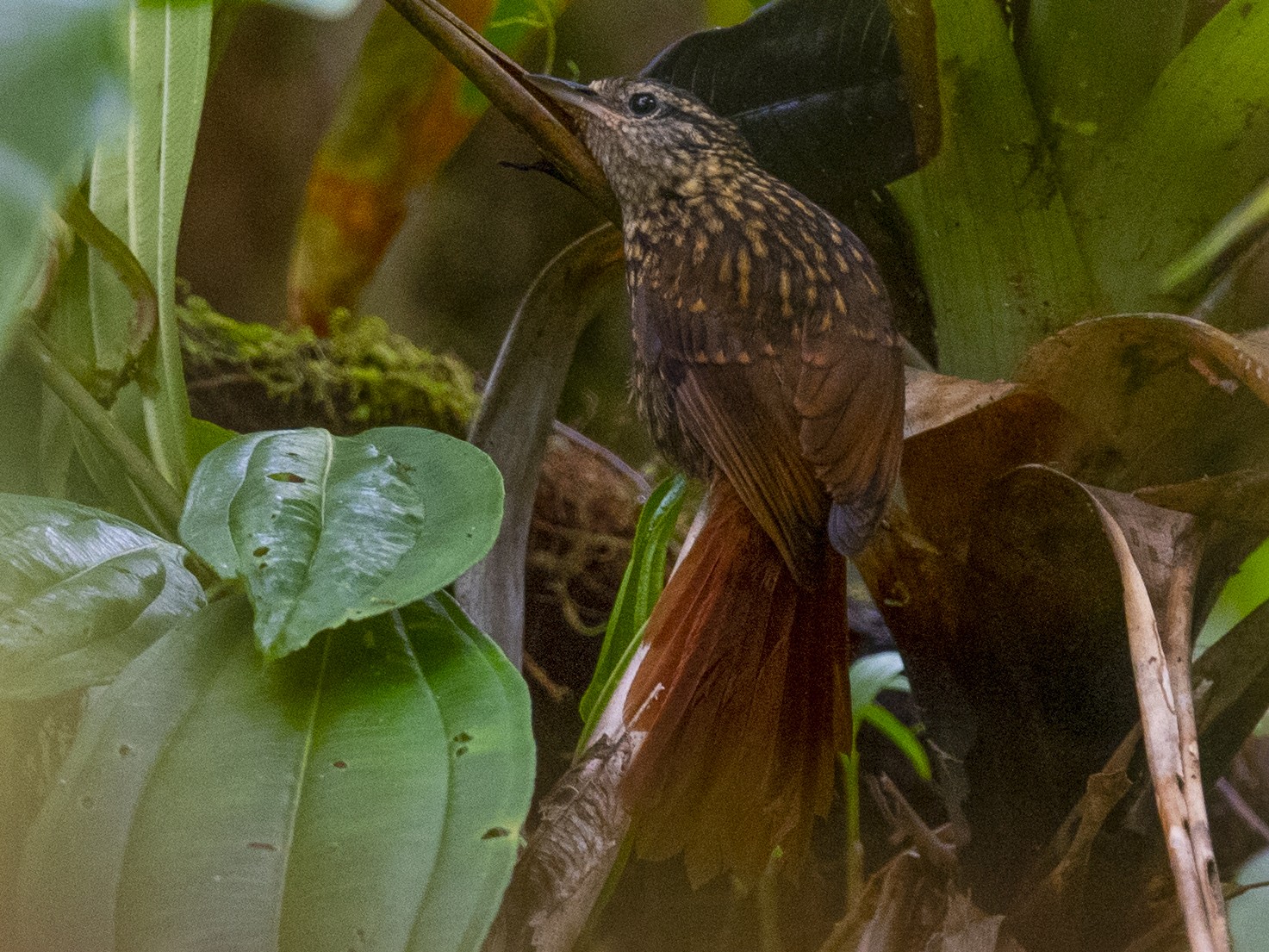 Rusty-winged Barbtail - eBird