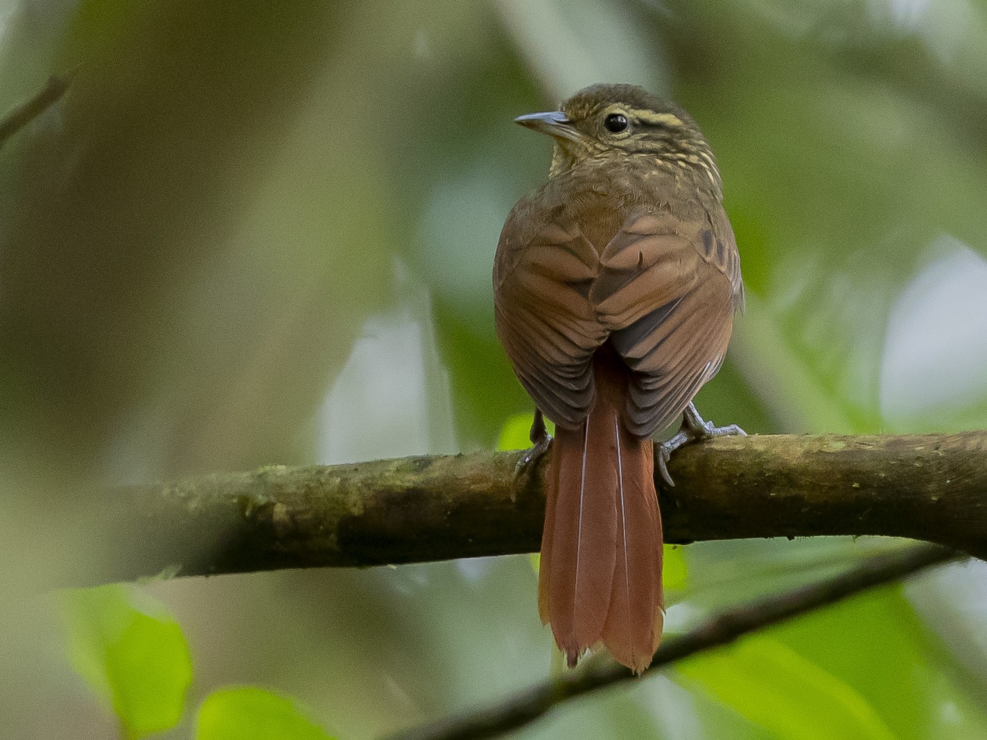 Rusty-winged Barbtail - eBird