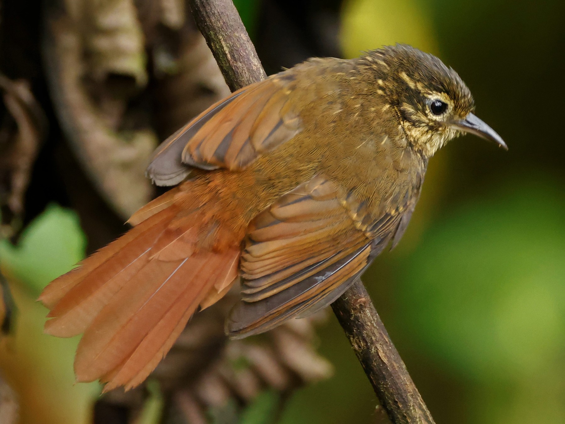 Rusty-winged Barbtail - eBird