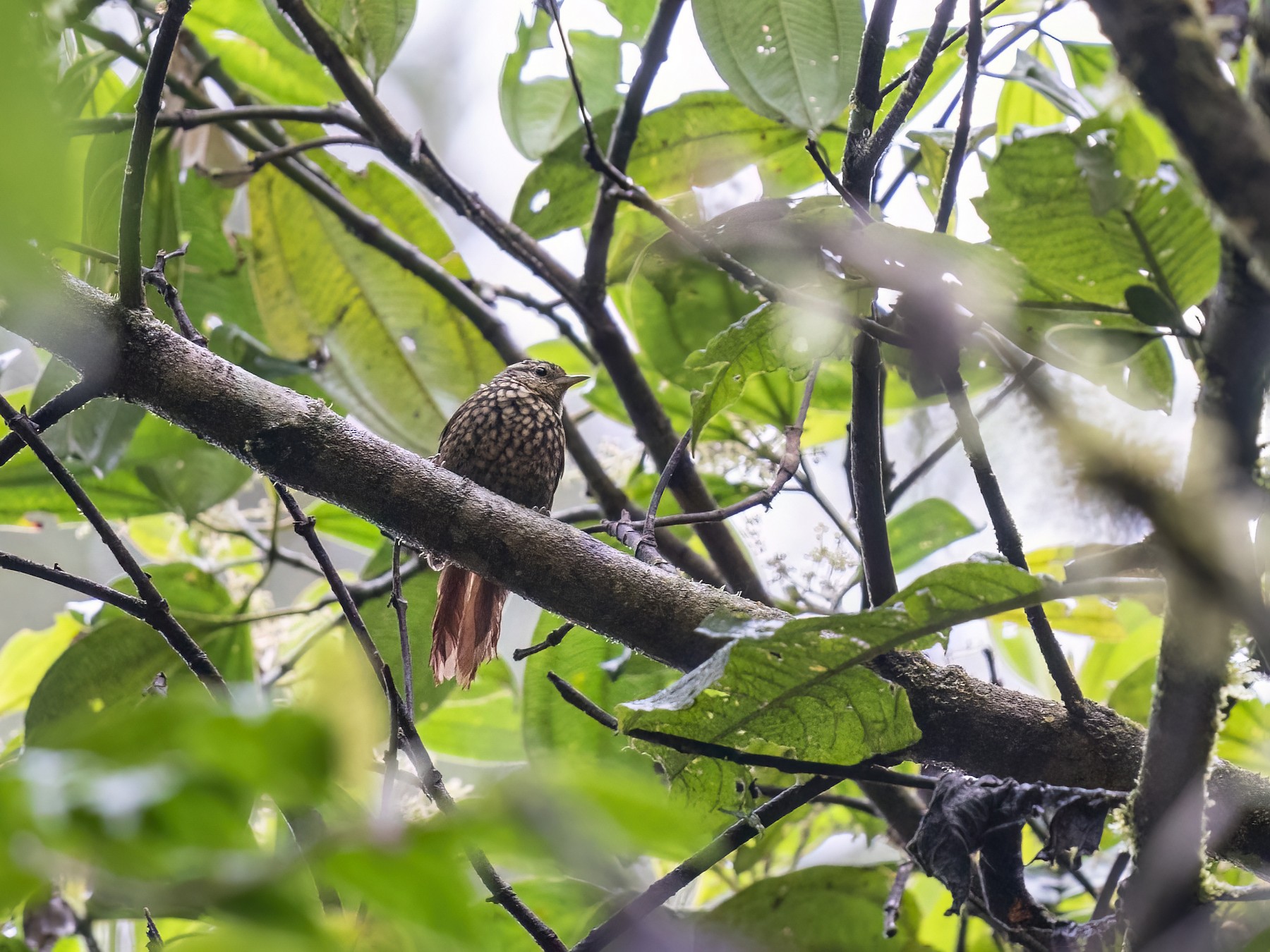 Rusty-winged Barbtail - eBird