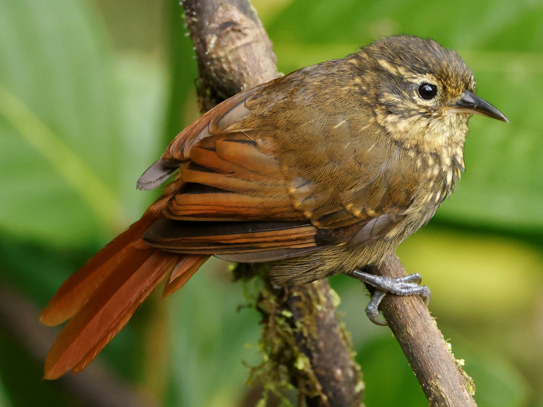 Rusty-winged Barbtail - eBird
