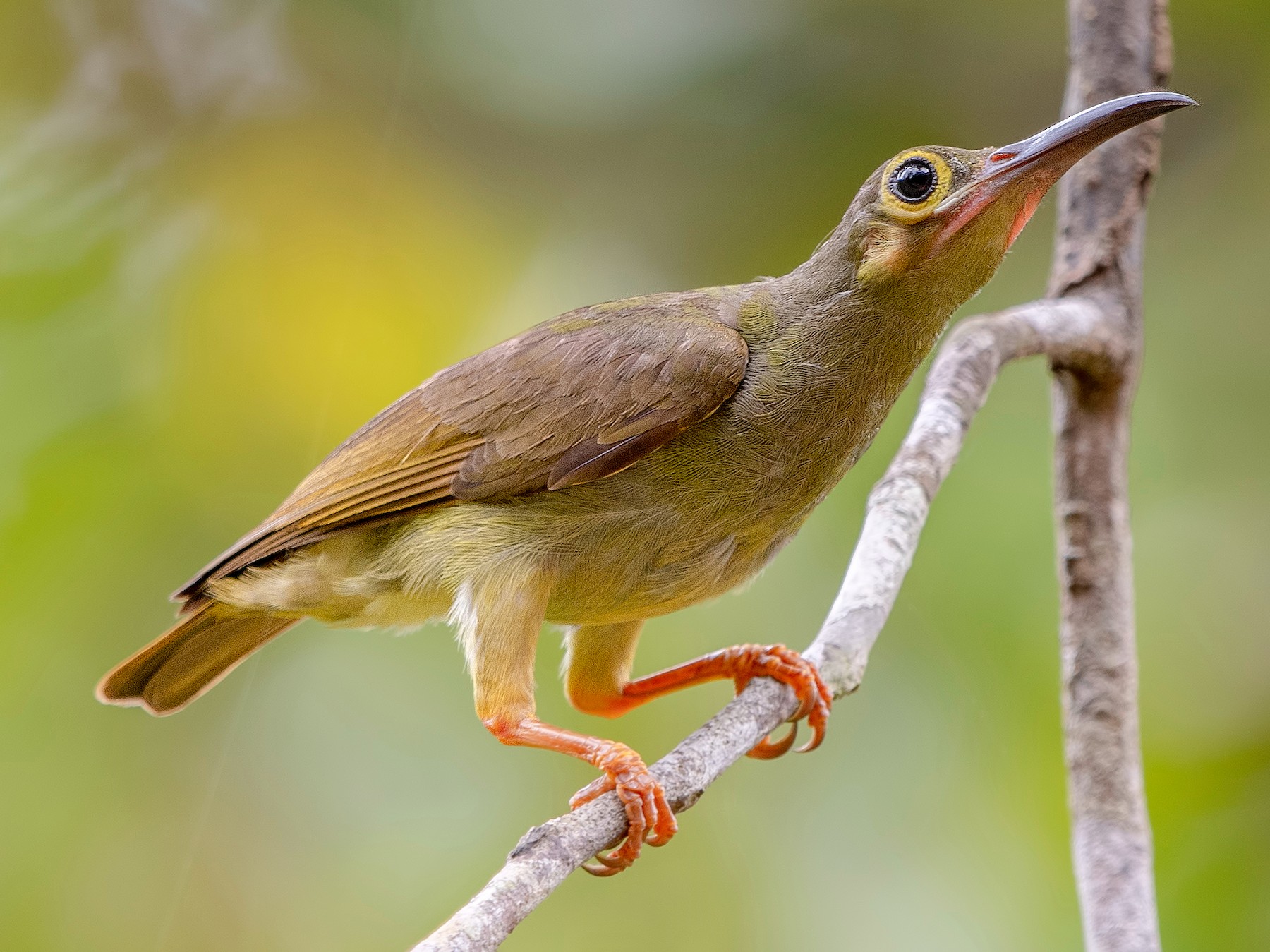 Spectacled Spiderhunter - eBird