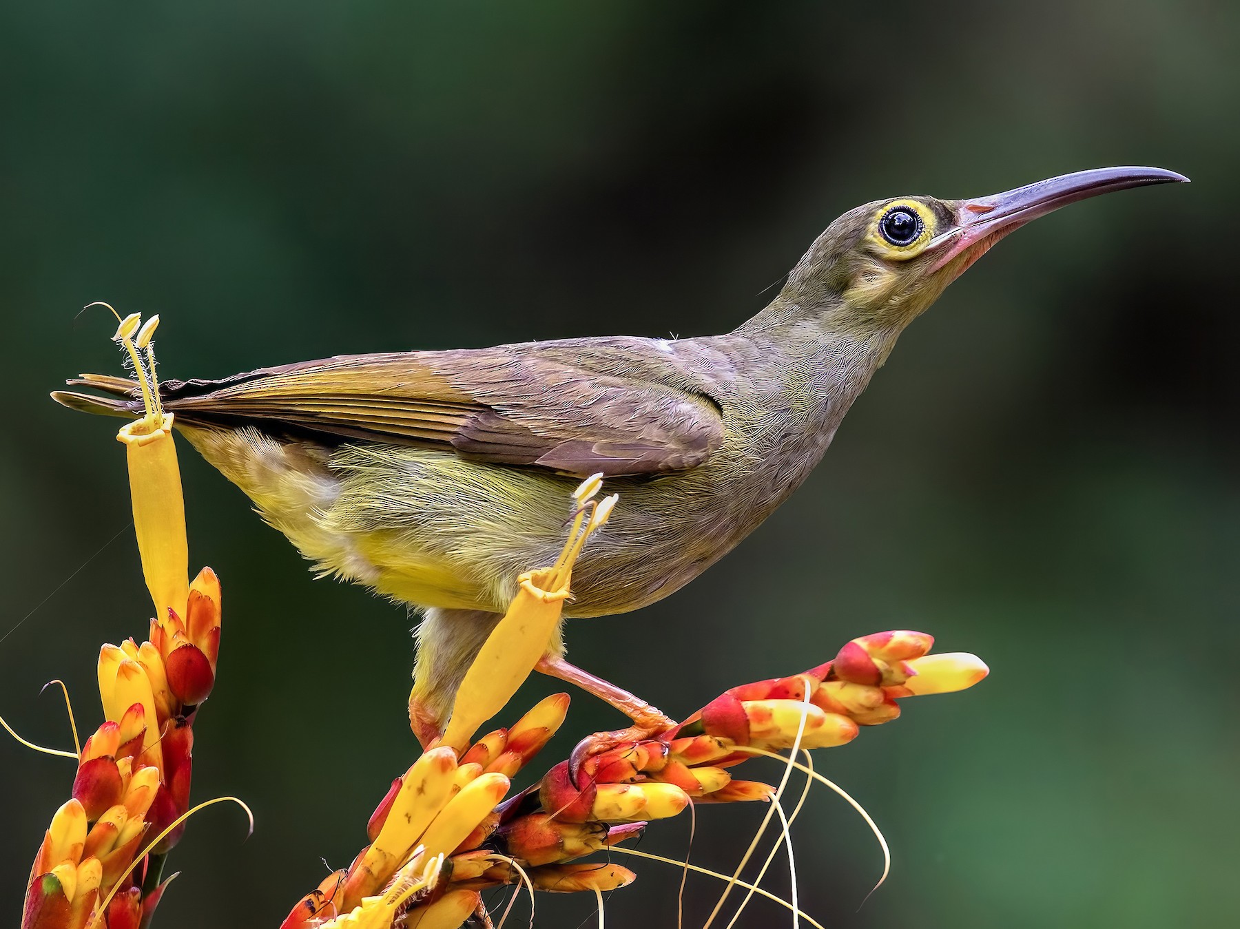 Spectacled Spiderhunter - eBird