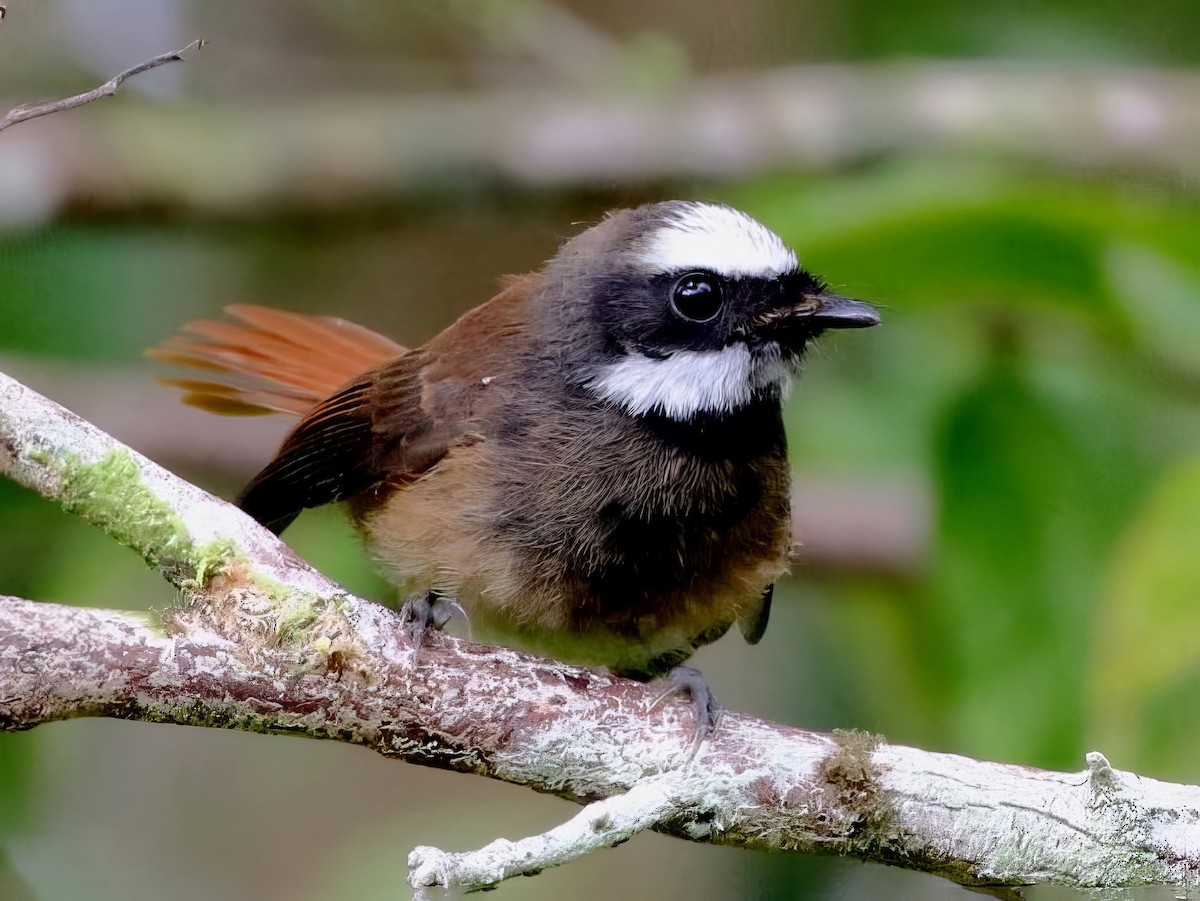 Mussau Fantail - Rhipidura matthiae - Birds of the World