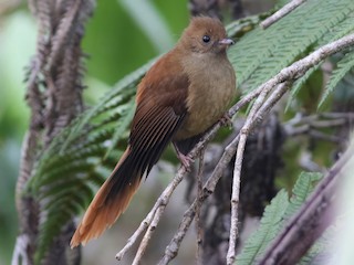 Dimorphic Fantail - eBird