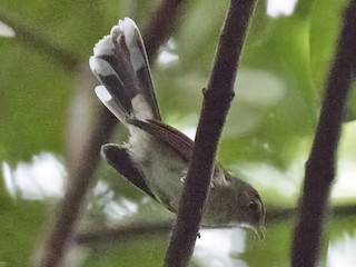 Rufous-backed Fantail - eBird