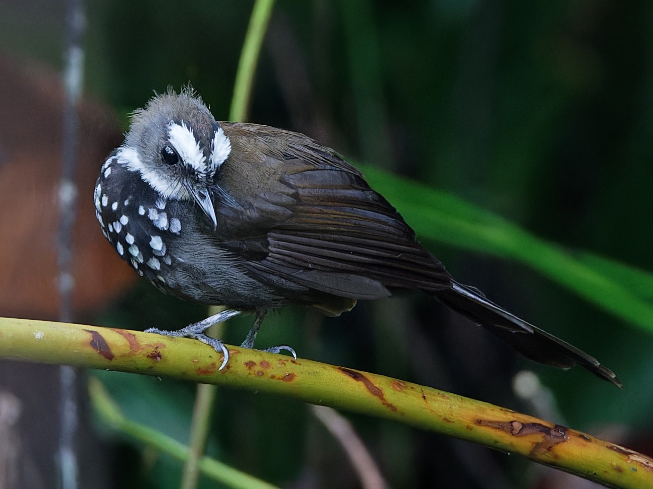 Sooty Thicket-Fantail - eBird