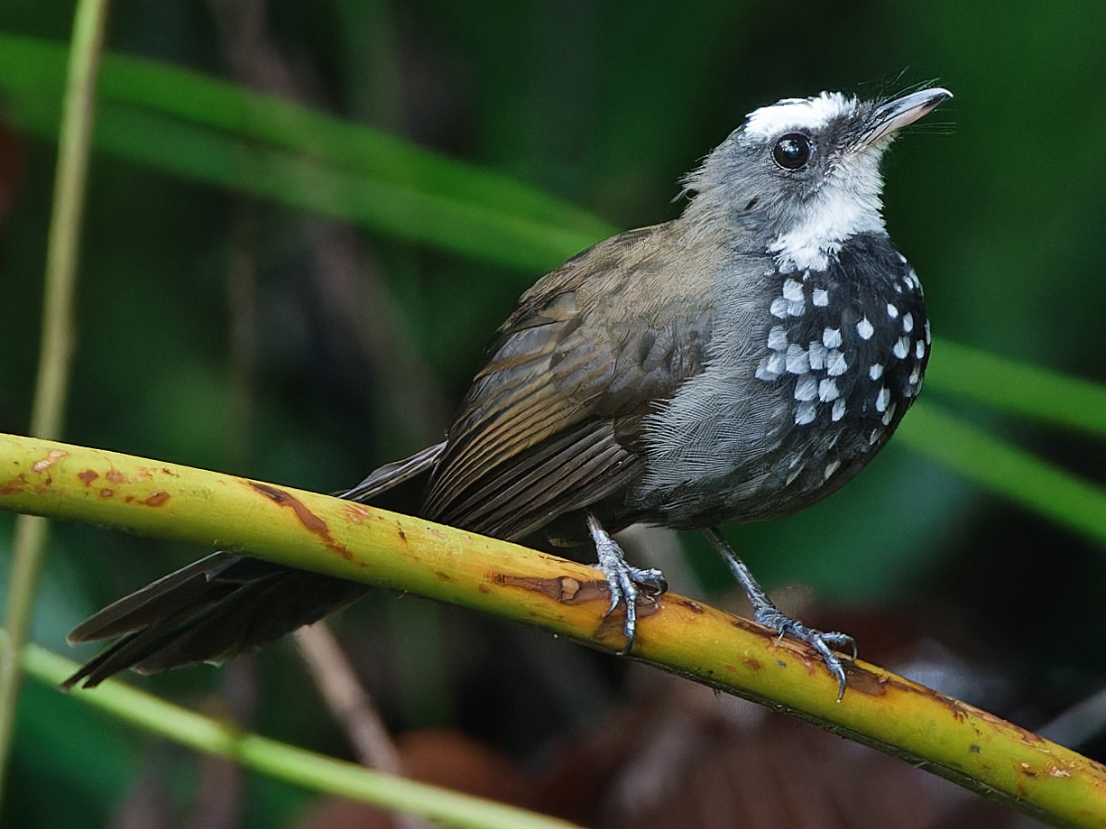 Sooty Thicket-Fantail - eBird
