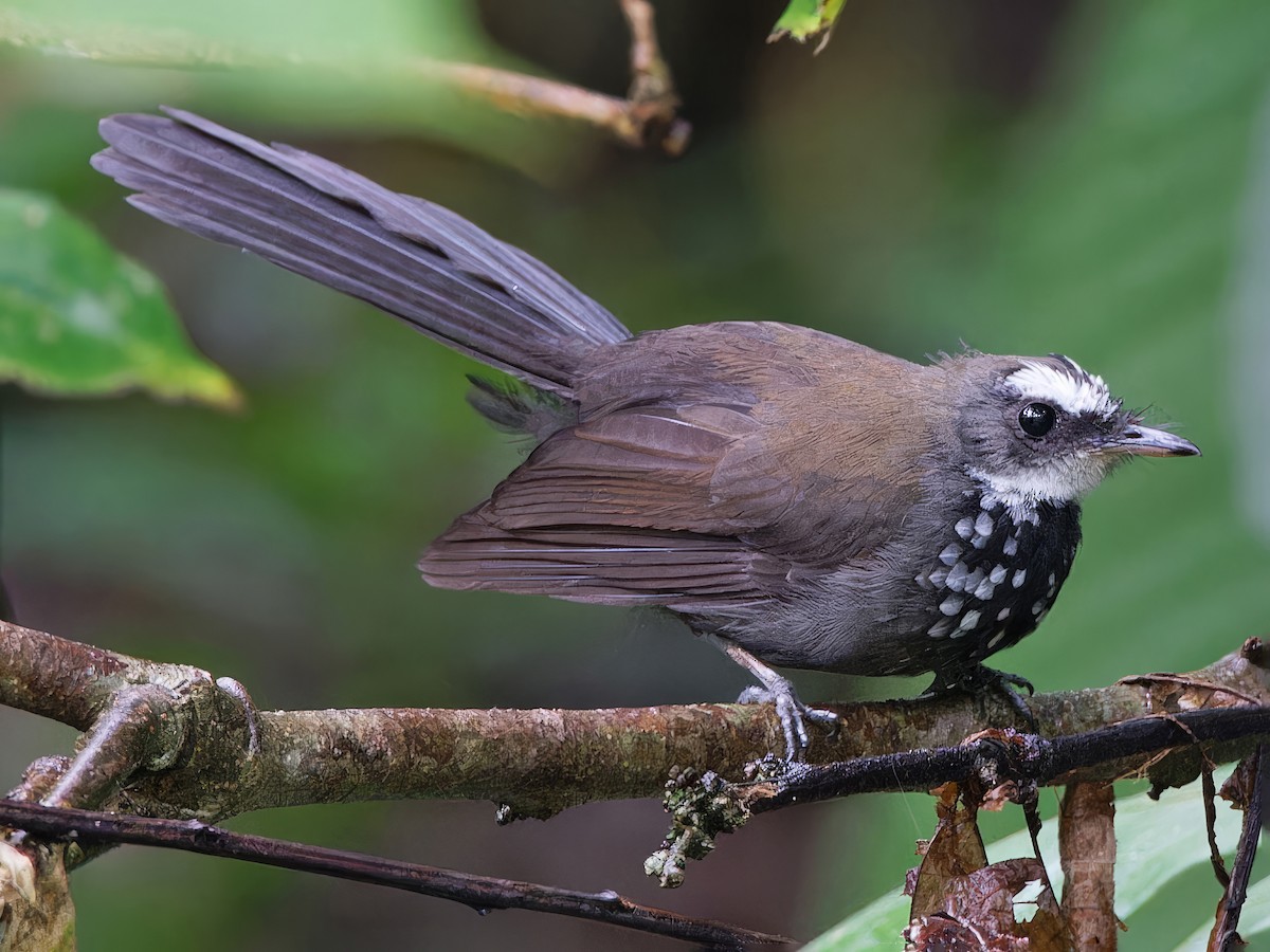 Sooty Thicket-Fantail - Rhipidura threnothorax - Birds of the World