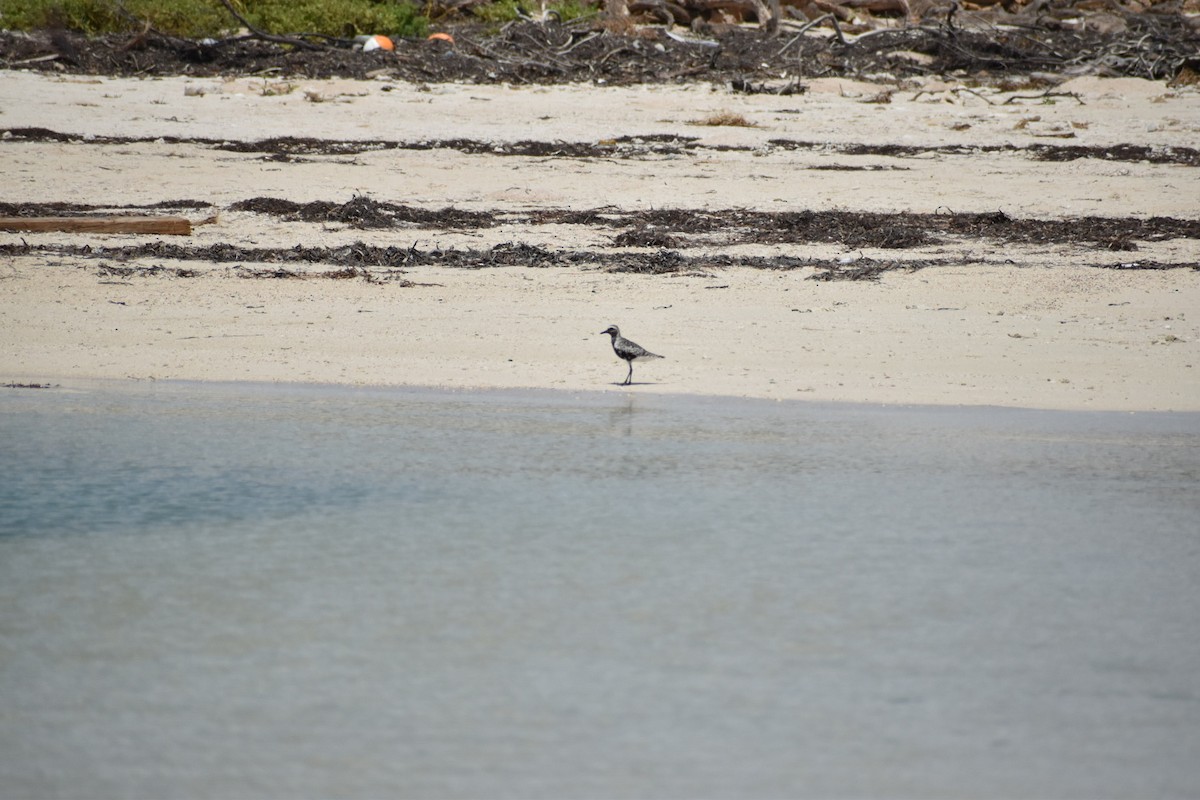 eBird Checklist - 12 Sep 2023 - Dry Tortugas NP--Bush Key - 11 species