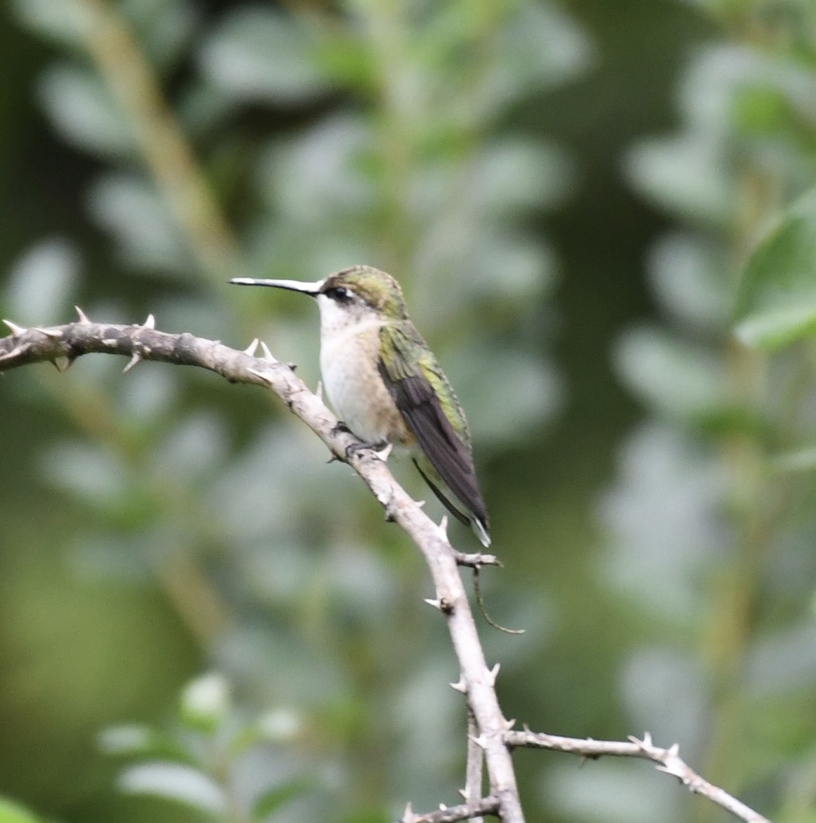 eBird Checklist - 13 Sep 2023 - Fannin Co. Park - 54 species