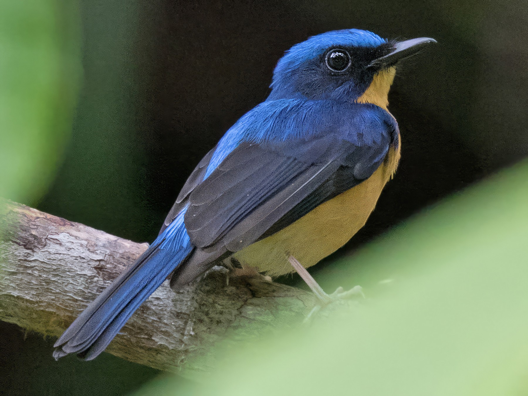 Sikatan kalimantan - eBird