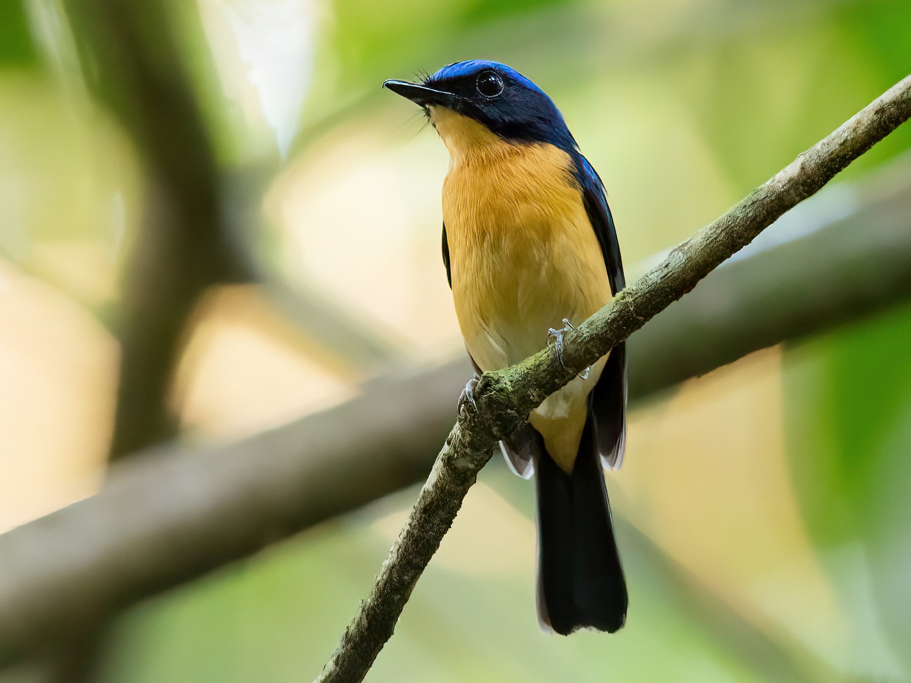 Sikatan kalimantan - eBird