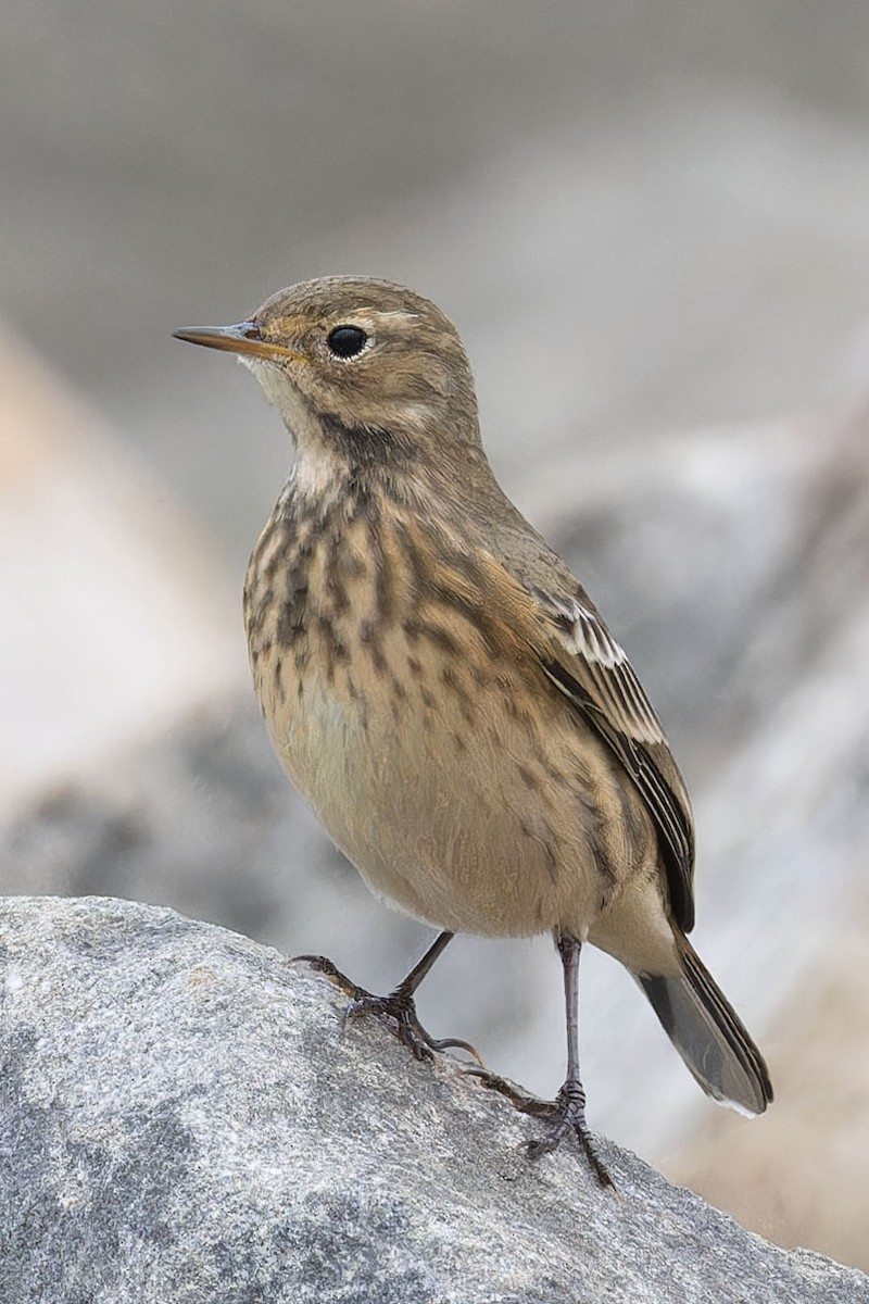 eBird Québec Checklist - 10 Sep 2023 - Quai, Ste-Flavie - 2 species