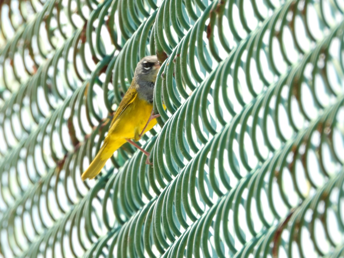 eBird Checklist - 13 Sep 2023 - Boca Chica Rd. - 7 species