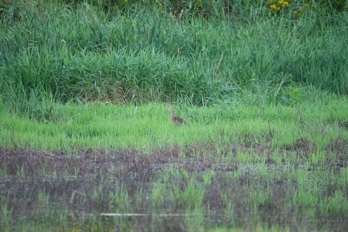 eBird Checklist - 13 Sep 2023 - Silvio O. Conte NWR--Fort River ...
