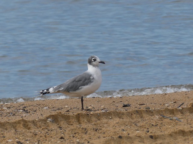 eBird Checklist - 13 Sep 2023 - Sandy Point State Park - 18 species