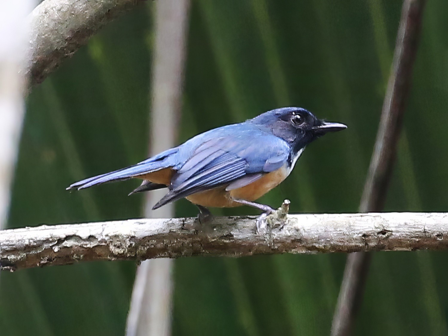 Kalao Blue Flycatcher - eBird