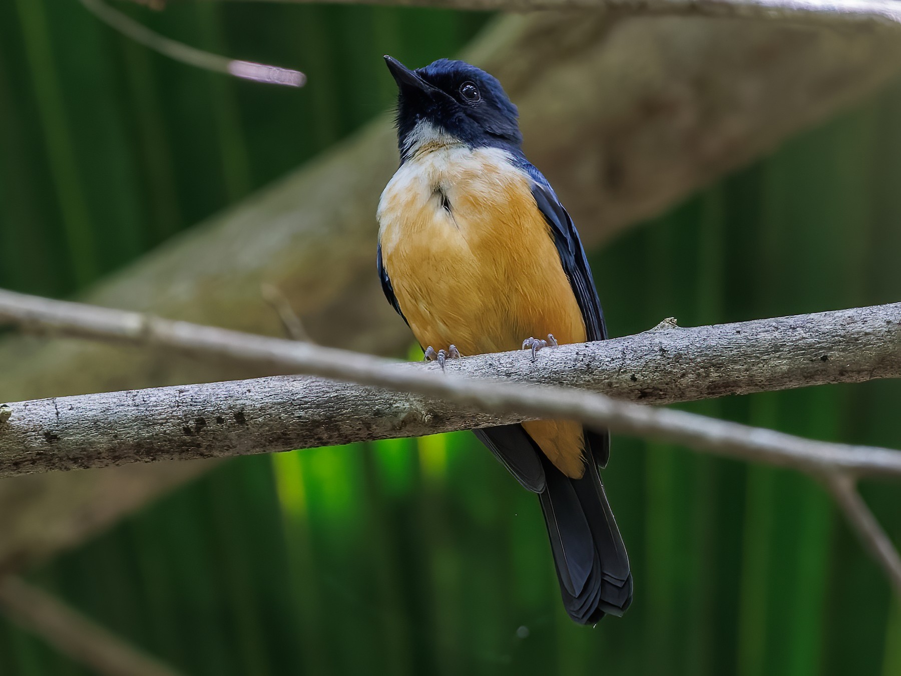 Kalao Blue Flycatcher - eBird