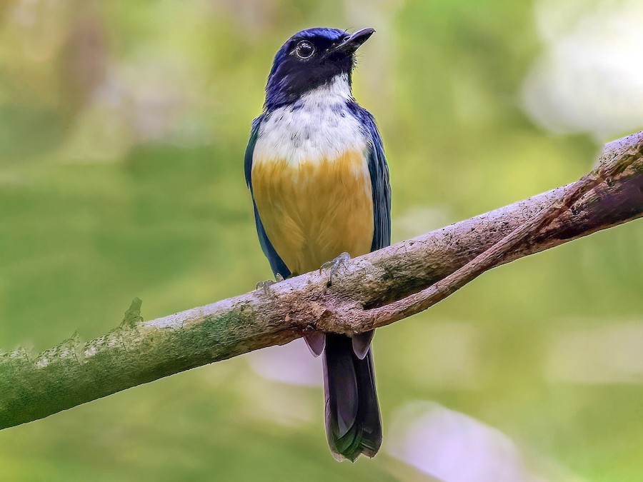 Kalao Blue Flycatcher - eBird