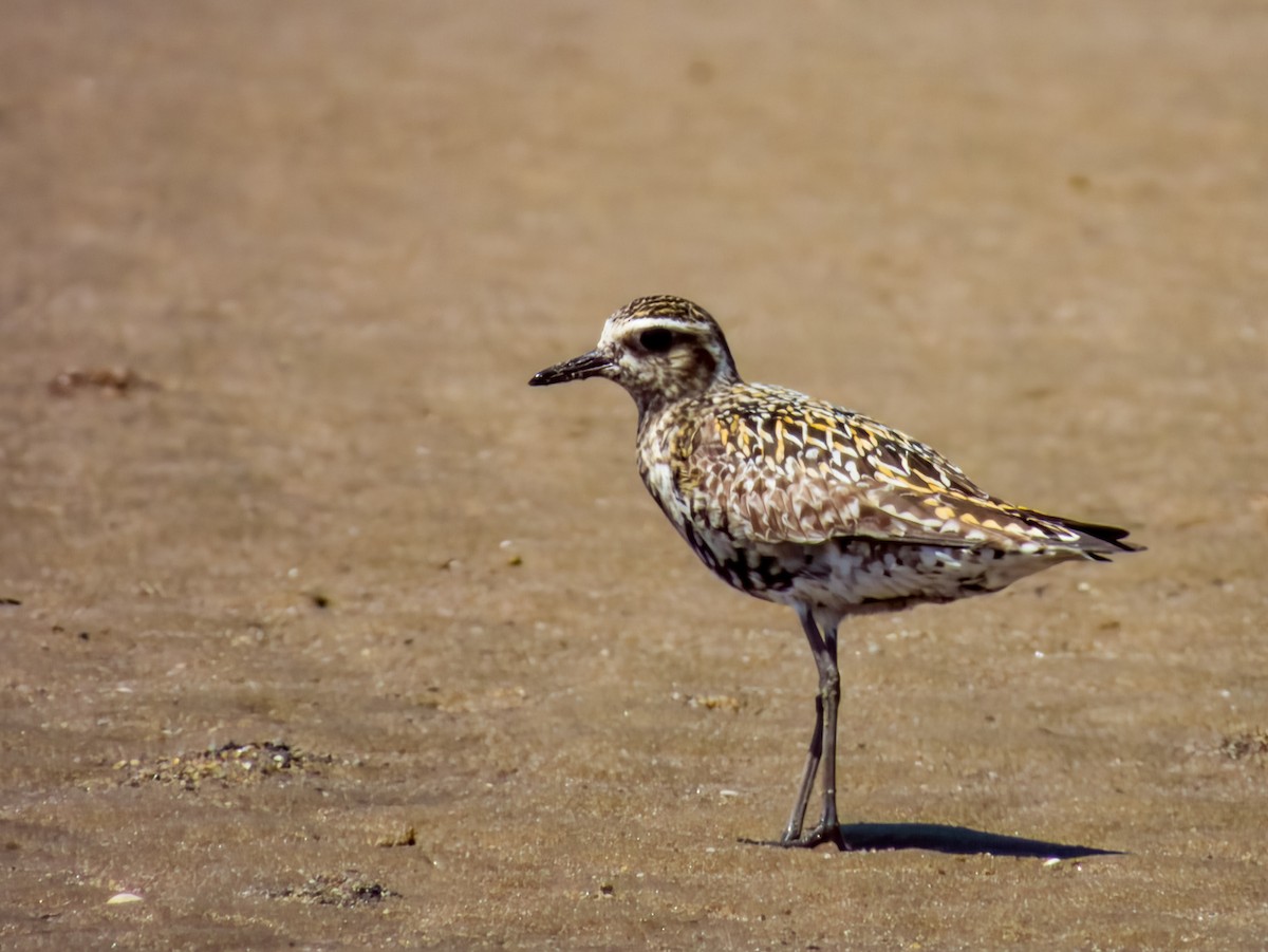 eBird Australia Checklist - 6 Sep 2023 - Barron River Mouth - 24 species