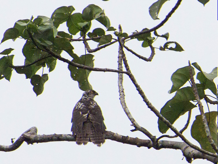 Meyer's Goshawk - Astur meyerianus - Birds of the World
