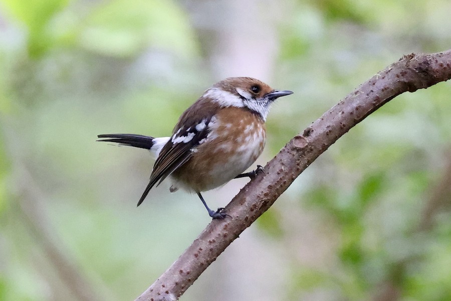 Hawaii Elepaio (Kona coast) - eBird