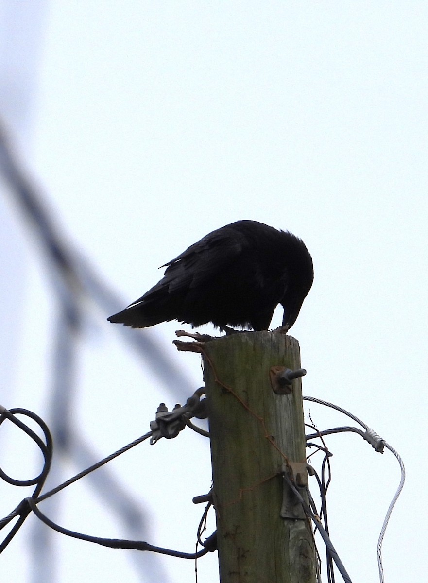 eBird Checklist - 21 Jan 2022 - Willcoxson Park - 2 species