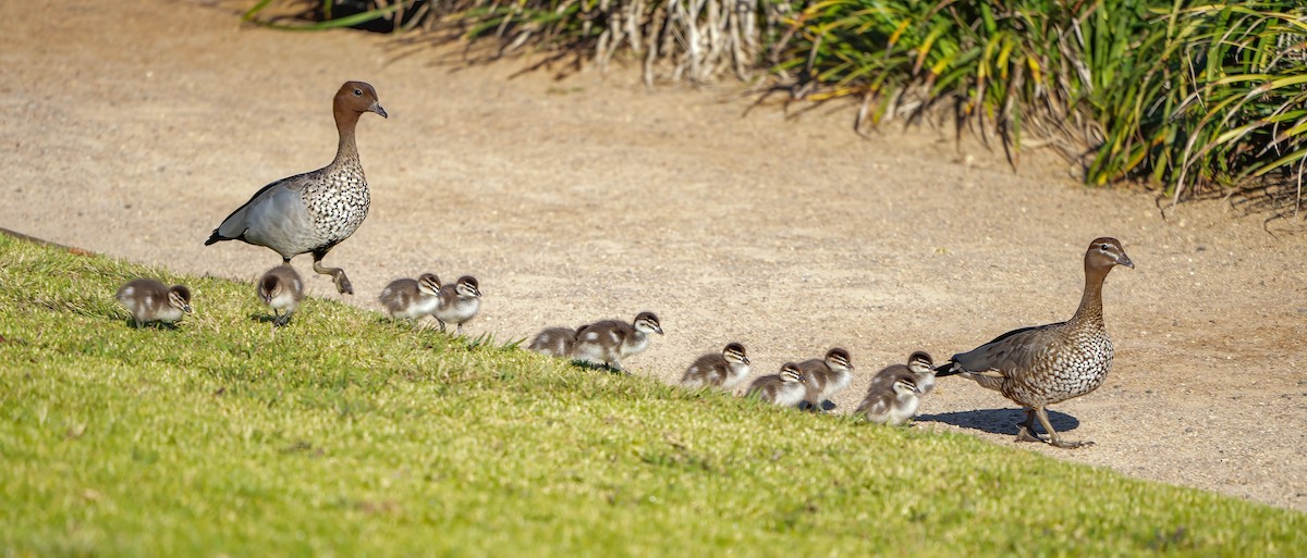 eBird Checklist - 10 Sep 2023 - Peacehaven Botanic Park - 24 species