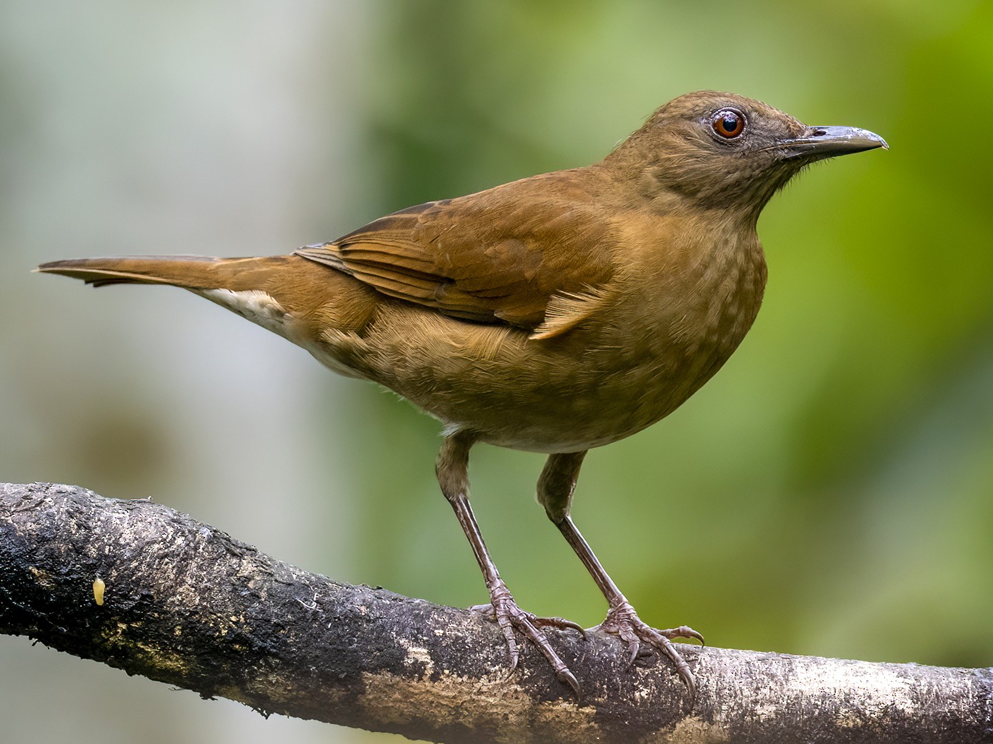 sabiá-bicolor - eBird
