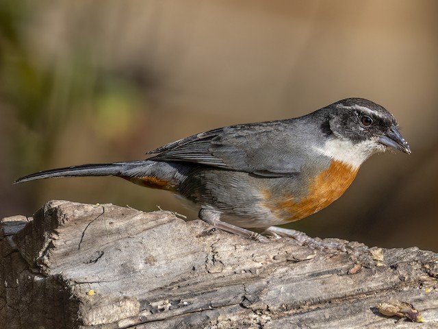 Photos - Chestnut-breasted Mountain Finch - Poospizopsis caesar - Birds ...