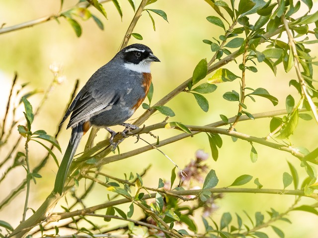 Photos - Chestnut-breasted Mountain Finch - Poospizopsis caesar - Birds ...