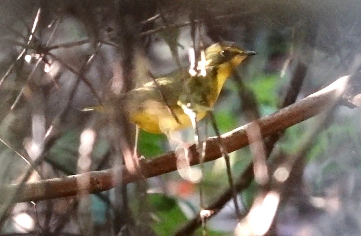 eBird Checklist - 14 Sep 2023 - Fort Caroline National Memorial (NPS ...
