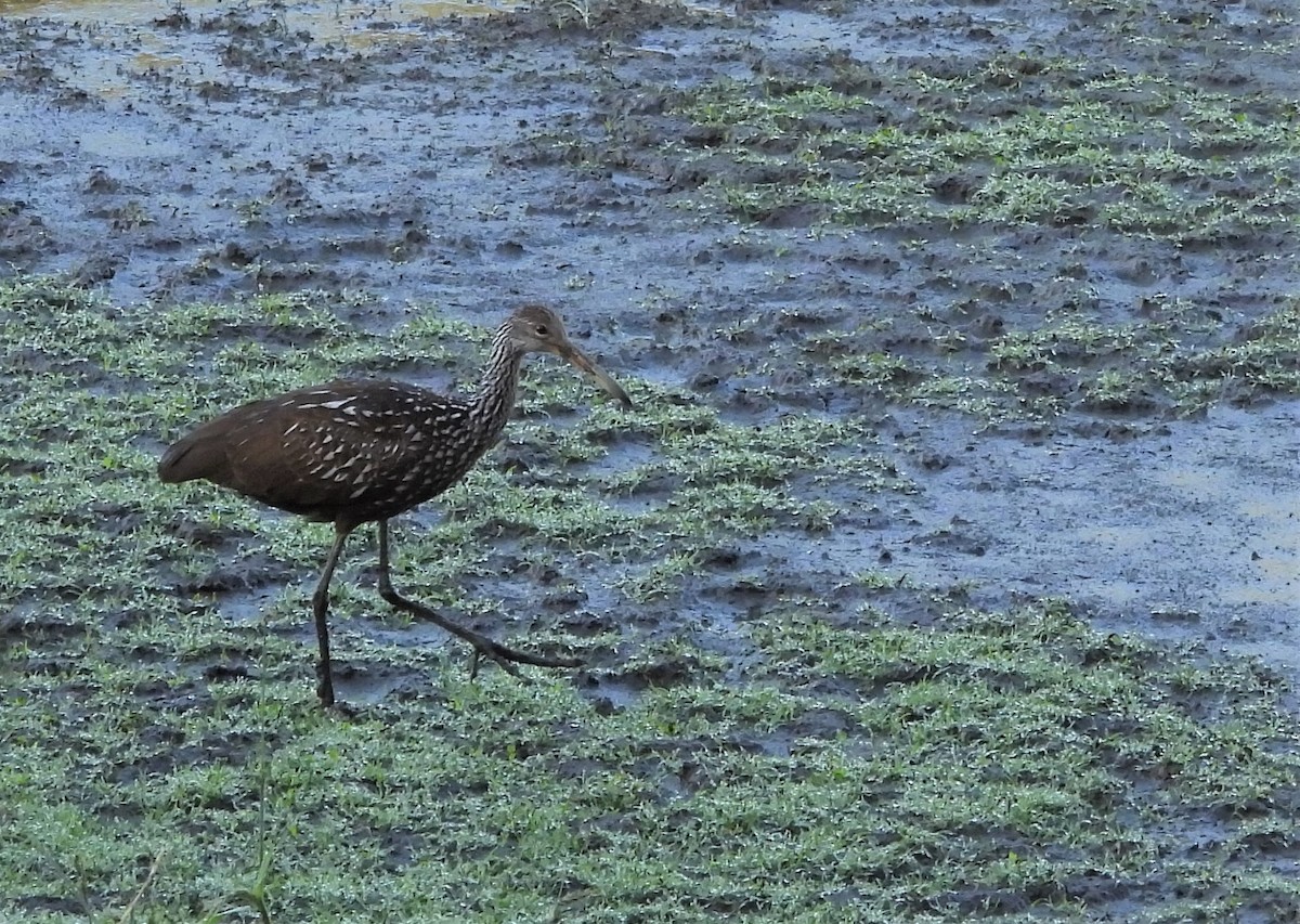 eBird Checklist - 14 Sep 2023 - Moraine Hills SP--McHenry Dam - 36 ...