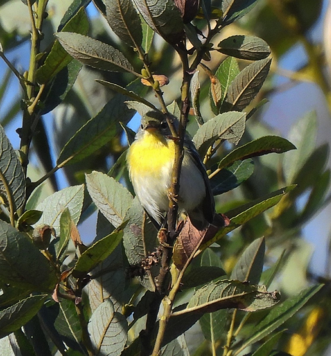eBird Checklist - 14 Sep 2023 - North Spit--Park St. bay access - 12 ...