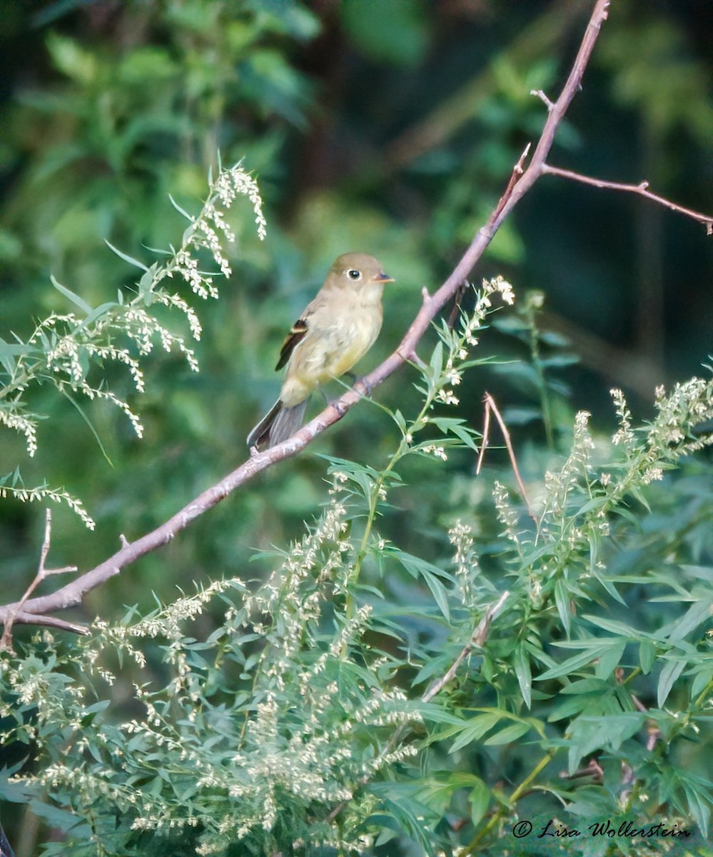 New York Breeding Bird Atlas Checklist - 14 Sep 2023 - Sunken Meadow SP ...