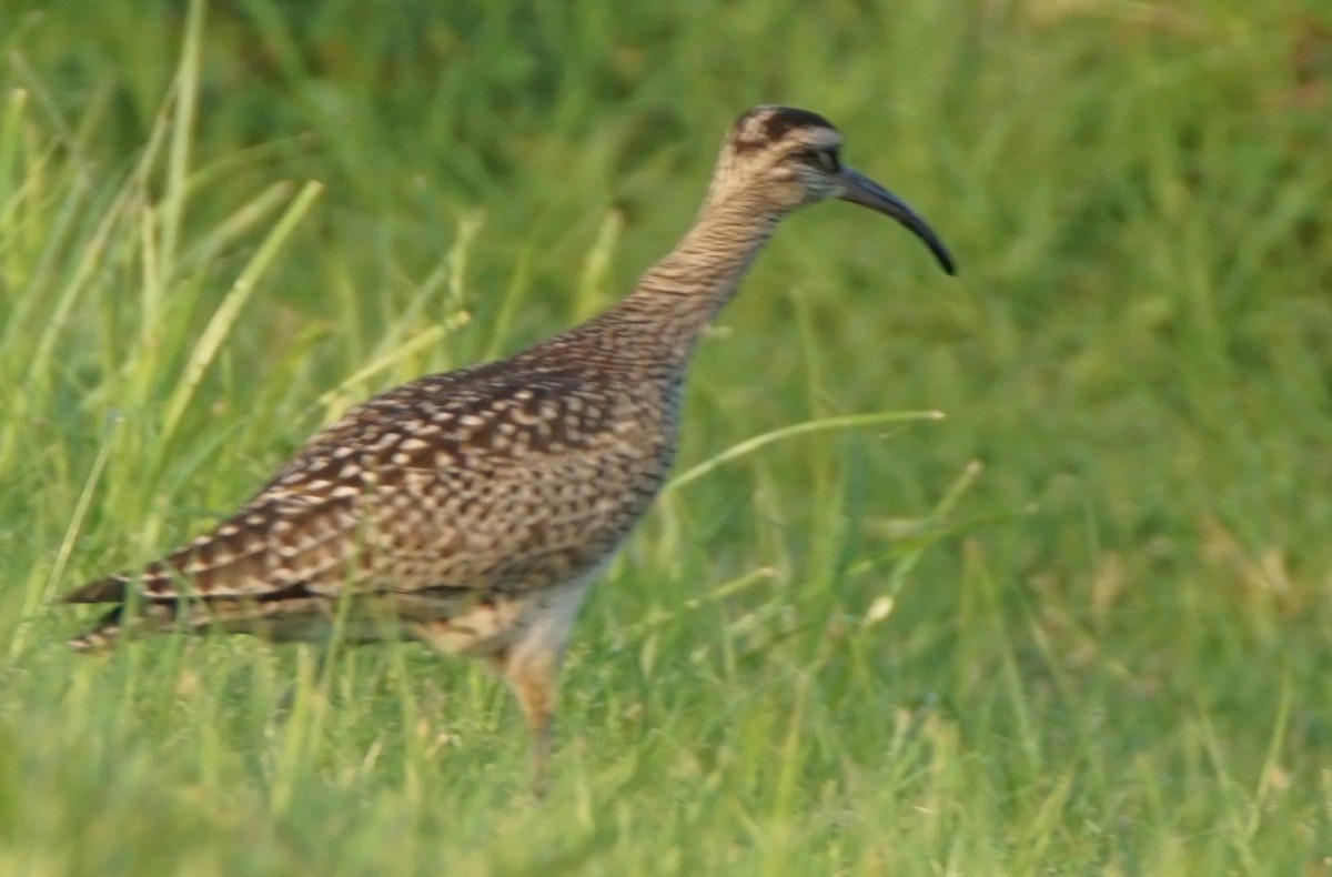 eBird Checklist - 14 Sep 2023 - Pascagoula Point Park - 29 species