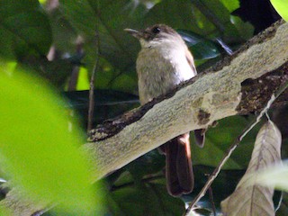 Sula Jungle Flycatcher - eBird