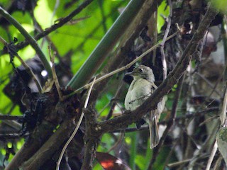 Sula Jungle Flycatcher - eBird
