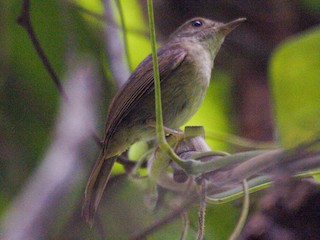 Sula Jungle Flycatcher - Cyornis colonus - Birds of the World