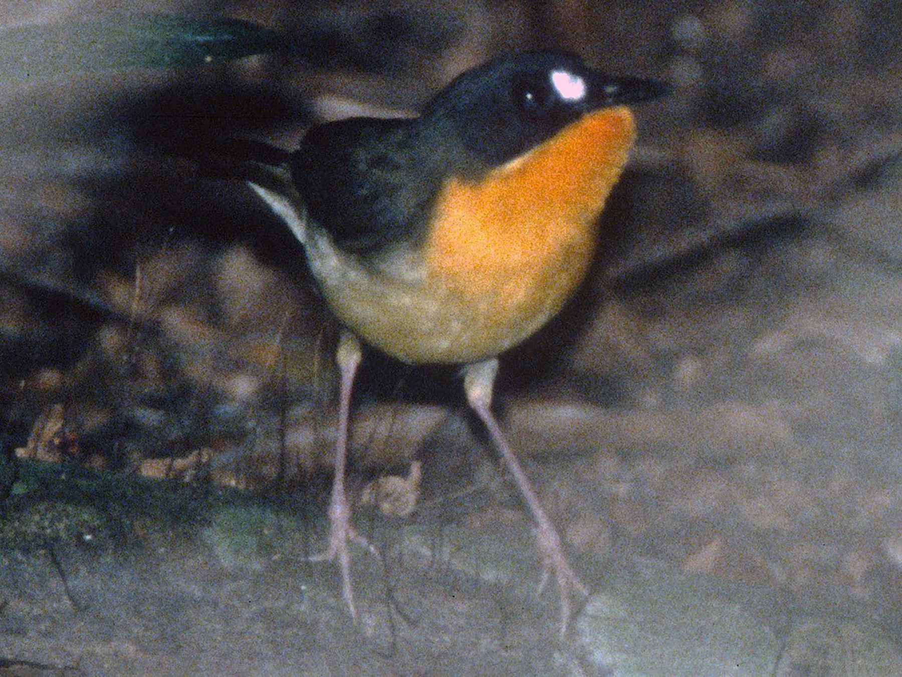 Olive-backed Forest Robin - eBird