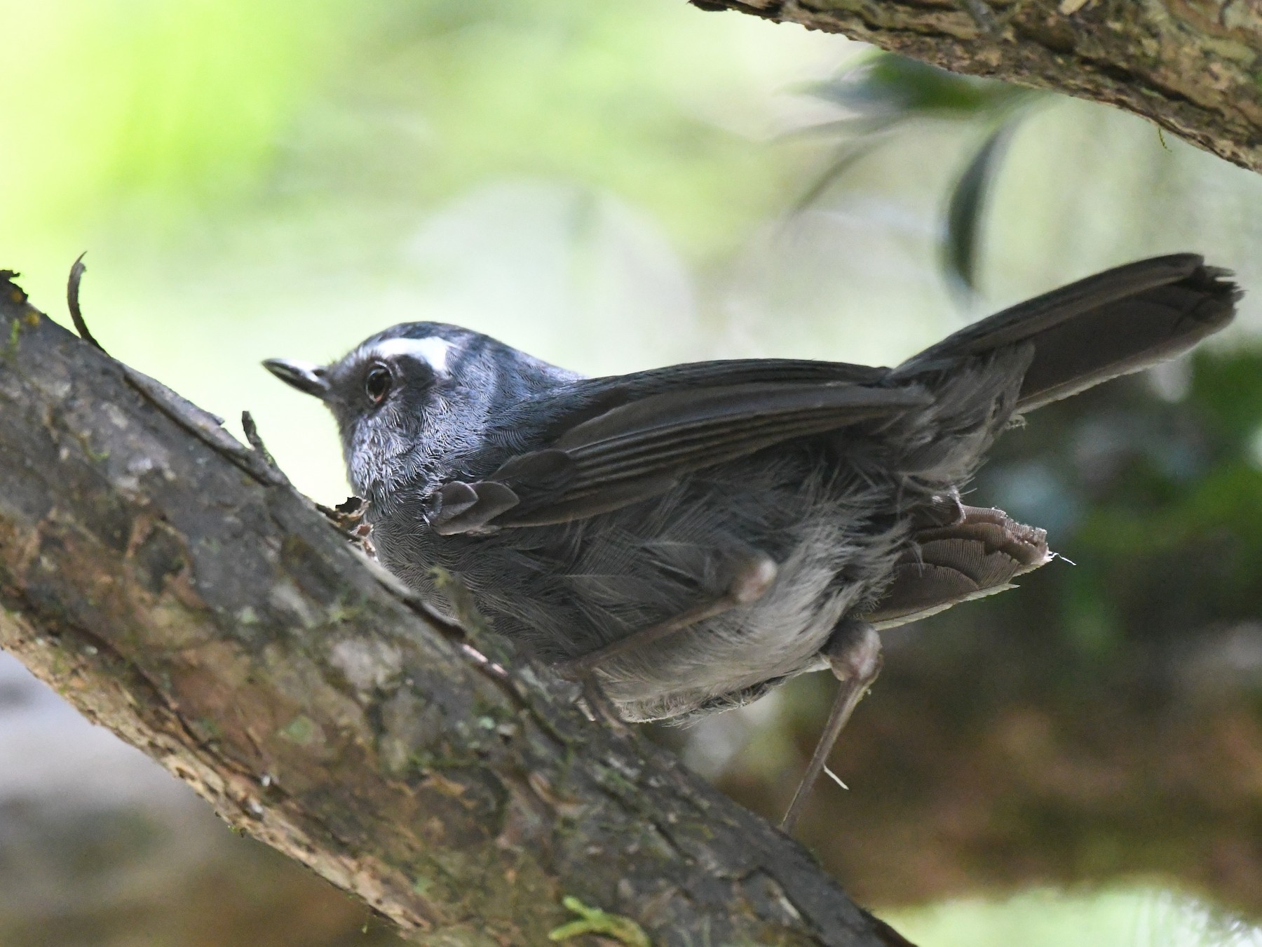 Alicorto Chino - eBird