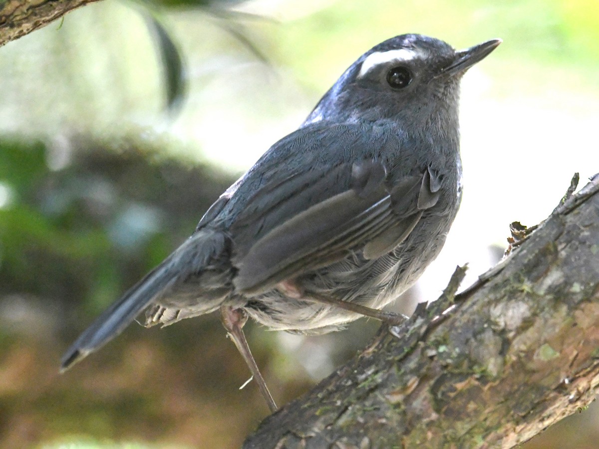 Chinese Shortwing - Brachypteryx sinensis - Birds of the World