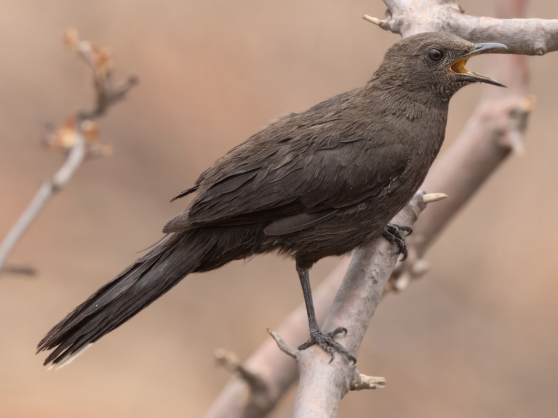 Boulder Chat - eBird