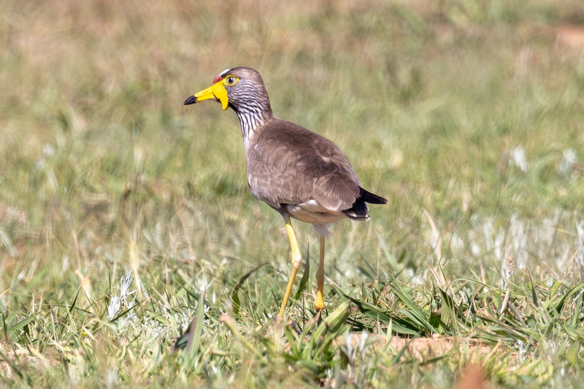 eBird Checklist - 6 Oct 2022 - Verloren Valei Nature Reserve - 22 ...